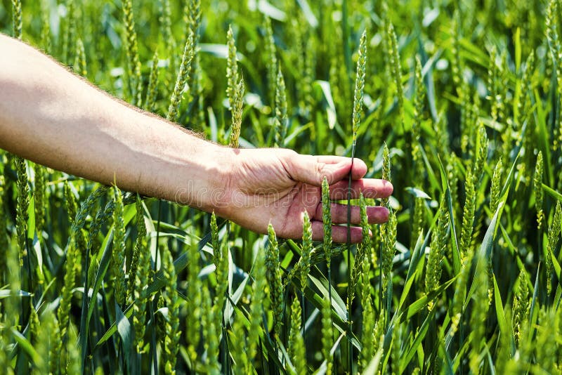 Male Hands Touching the Field of Green Wheat Stock Photo - Image of ...