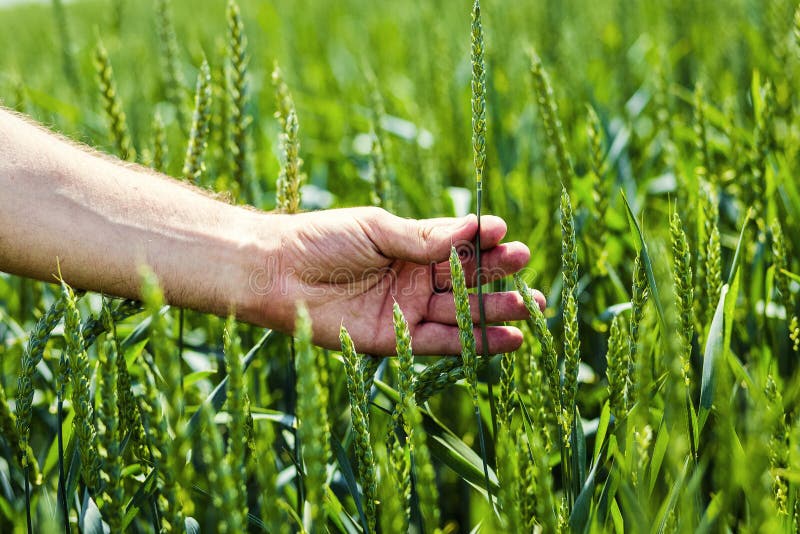 Male Hands Touching the Field of Green Wheat Stock Image - Image of ...