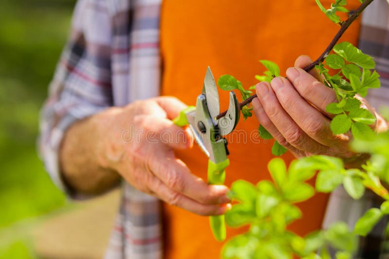 Male Hands Using Pliers for Cutting Branches on Tree Stock Image ...