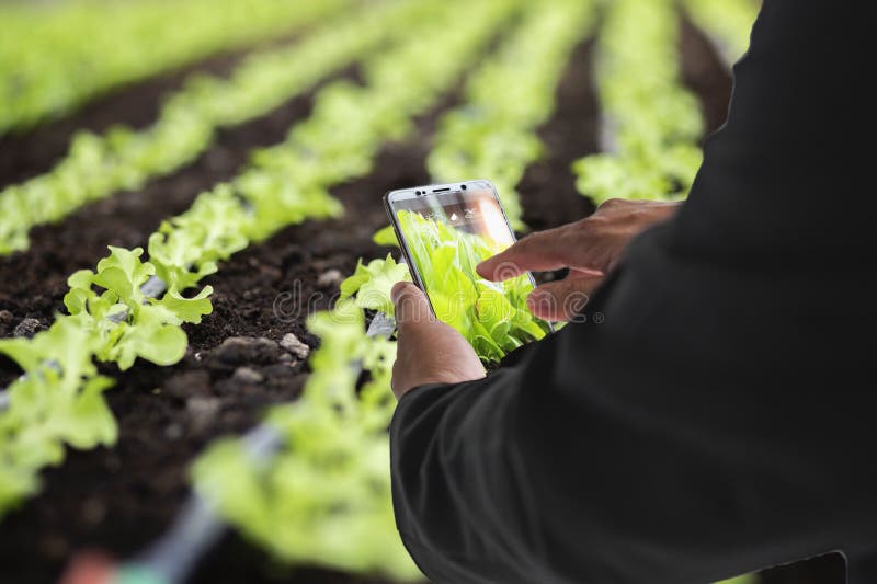 Male Hands Working Using a Mobile Phone To Control a Hydroponic ...