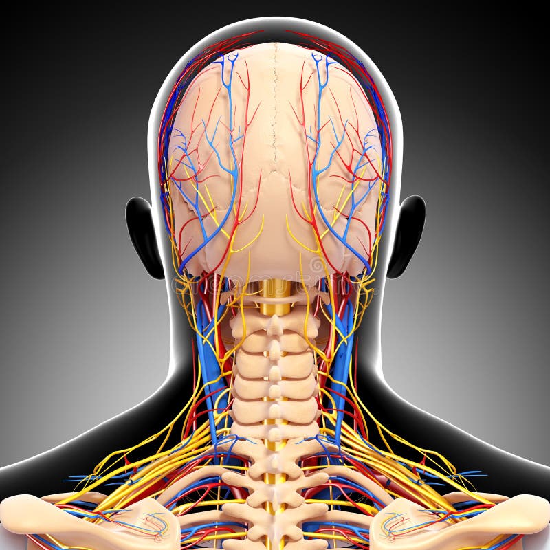 Male Head Back View Circulatory System In Gray Stock Illustration ...