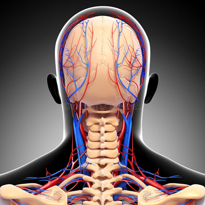 Male Head Back View Circulatory System Stock Illustration ...