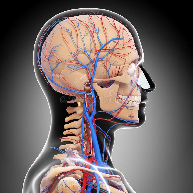 Male Head Back View Circulatory System in Gray Stock Illustration ...