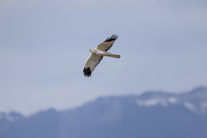 Male Hen Harrier in Flying. Stock Photo - Image of flying, wildlife ...