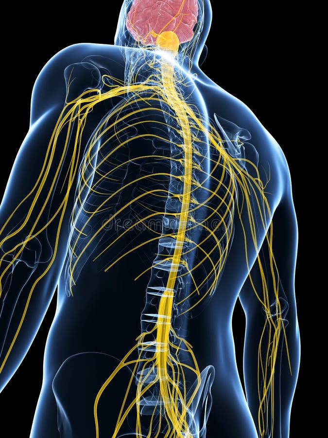 Highlighted nerve system stock illustration. Illustration of anatomical ...