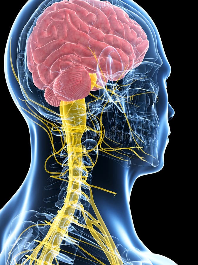 Highlighted nerve system stock illustration. Illustration of anatomical ...