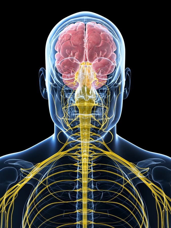 Male Highlighted Nerve System Stock Illustration - Illustration of ...