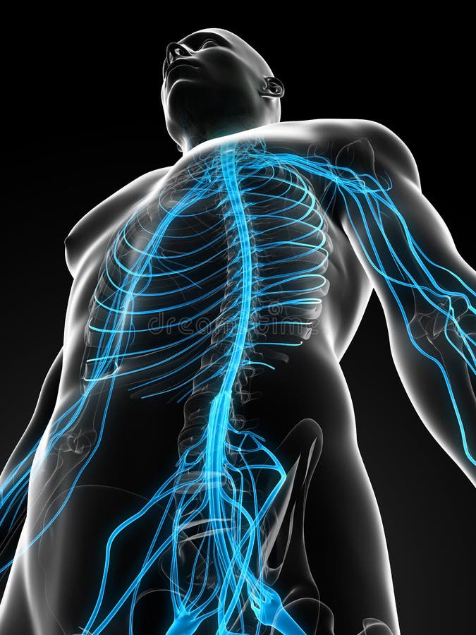 Male Highlighted Nerve System Stock Illustration - Illustration of ...