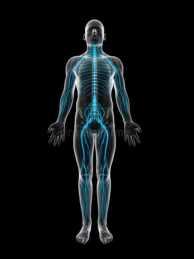 Highlighted nerve system stock illustration. Illustration of anatomical ...