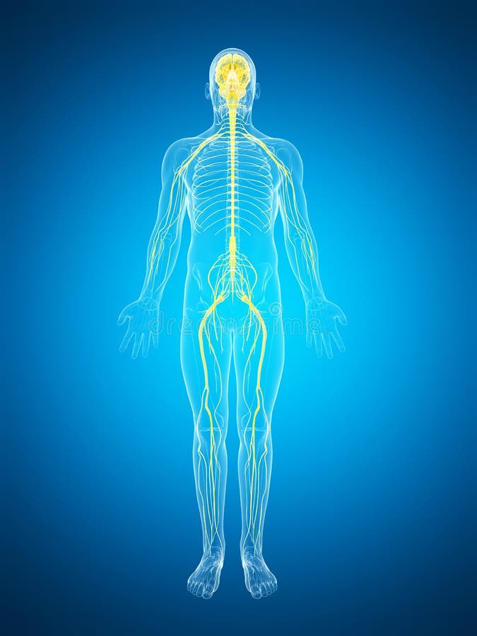 Highlighted nerve system stock illustration. Illustration of anatomical ...
