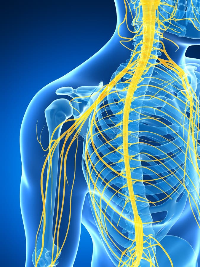 Male Highlighted Nerve System Stock Illustration - Illustration of ...