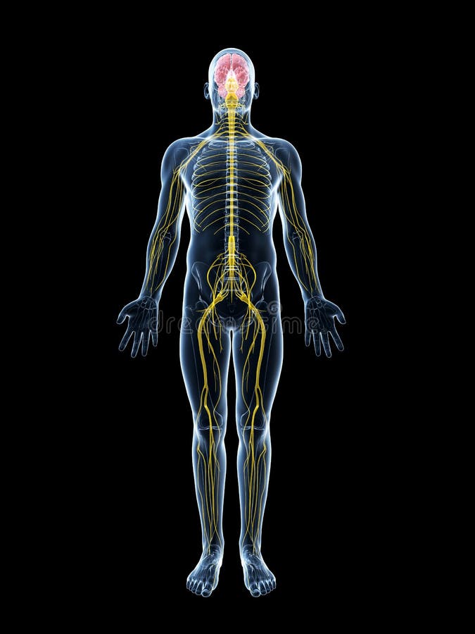 Human nerve system stock illustration. Illustration of clipart - 5564634