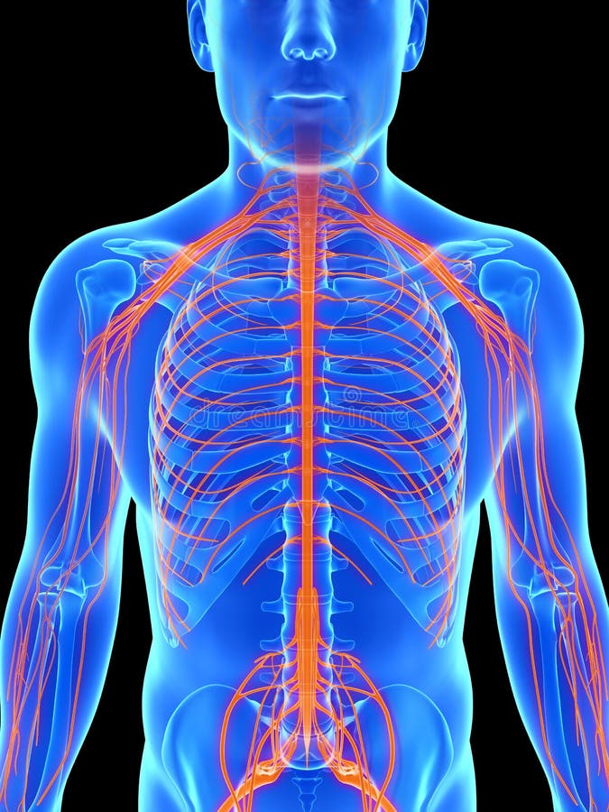 Highlighted nerve system stock illustration. Illustration of anatomical ...