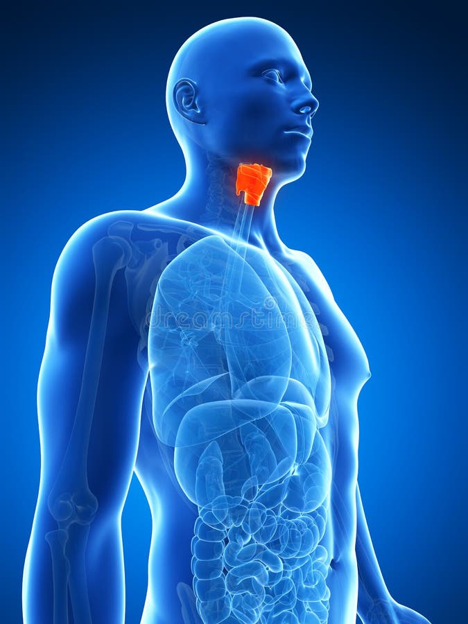 Male Highlighted Thyroid Gland Stock Illustration - Illustration of ...