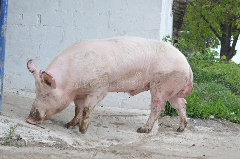 Male hog stock photo. Image of pigpen, head, agriculture - 16574014