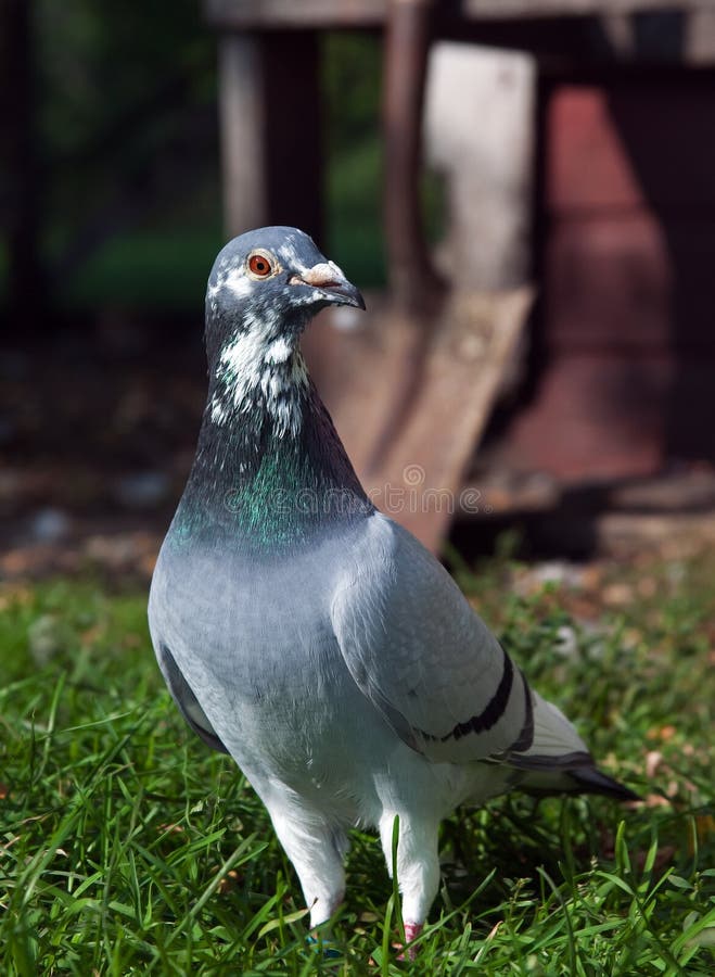 Grey Homing Pigeon at Rest stock photo. Image of feathers - 140388422