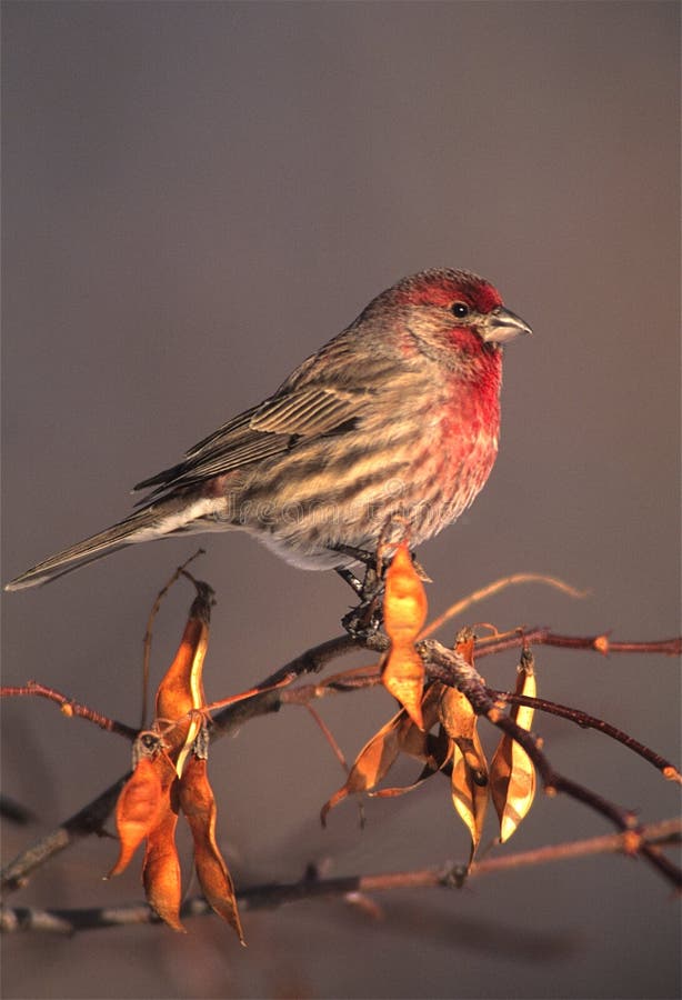 Male House Finch stock image. Image of wildlife, bird - 12236853