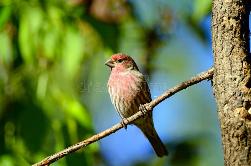 13+ Red male house finch Free Stock Photos - StockFreeImages