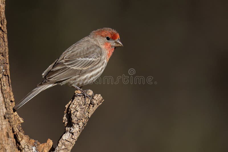 Male House Finch stock image. Image of male, finches - 244556611