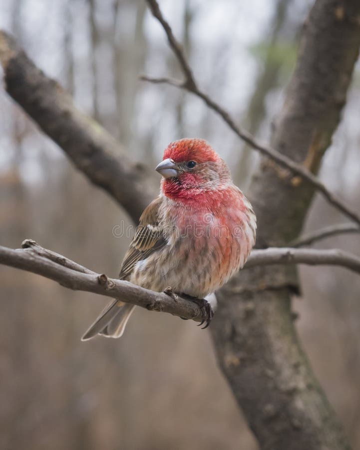 Male House Finch stock image. Image of perched, pastel - 28850051