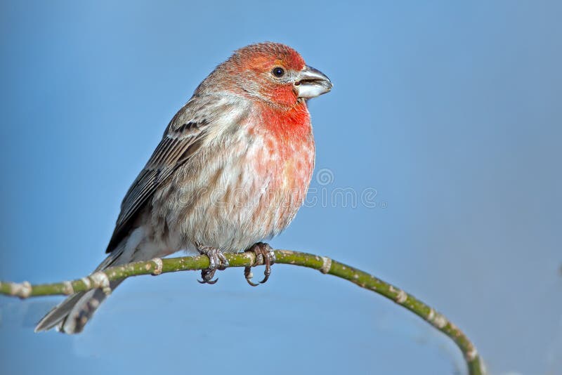 Male House Finch stock photo. Image of colorful, branch - 29684272