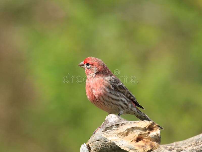 Red male house finch stock photo. Image of finch, outdoors - 14785120