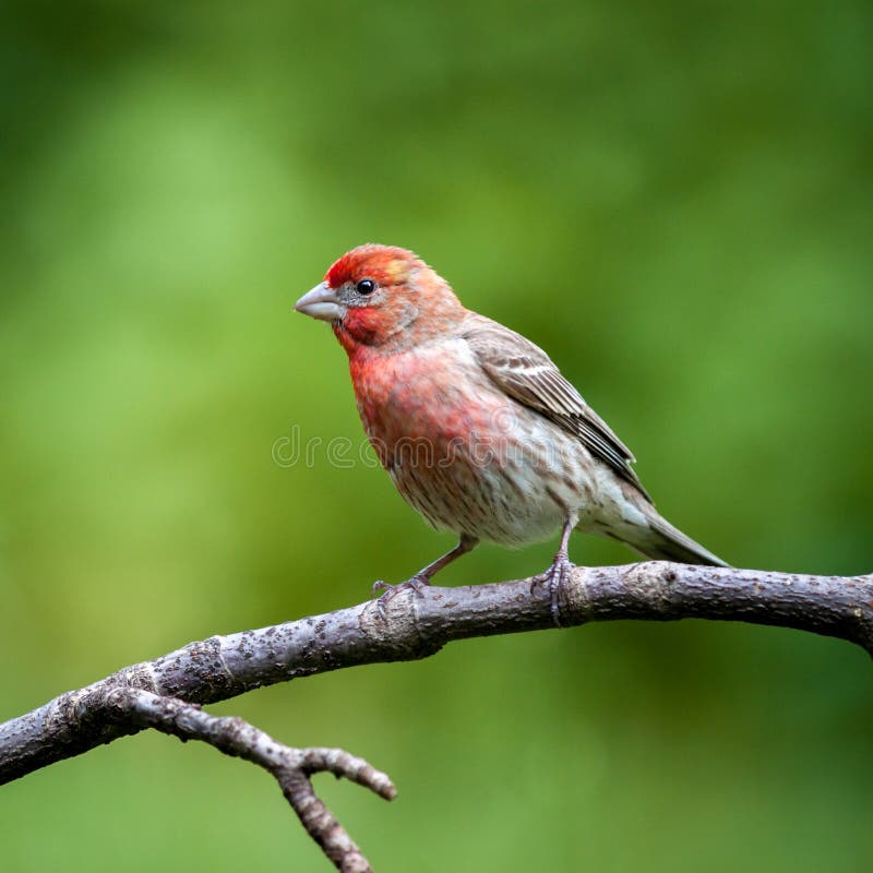 Adult Male House Finch stock image. Image of leaf, wildlife - 26792985