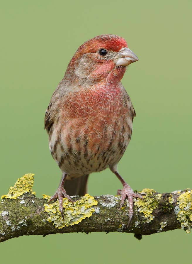 House Finch Male Small Bird Stock Photo - Image of white, small: 18888620