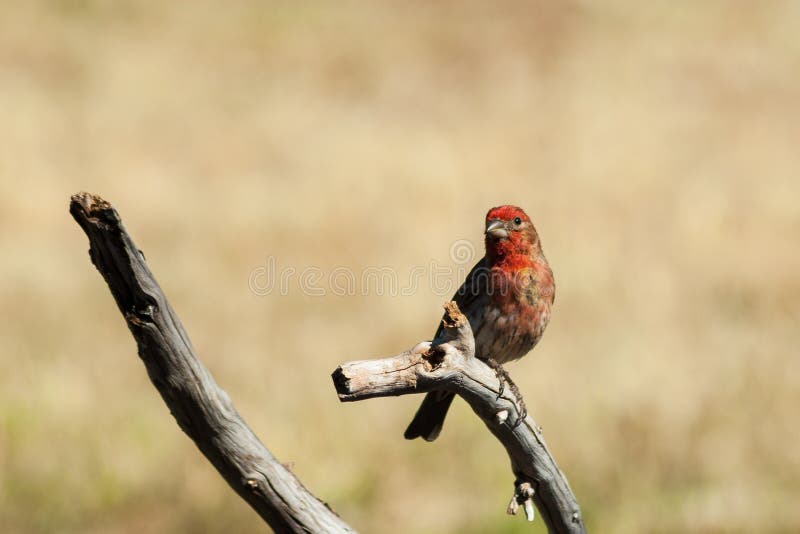 Male House Finch stock photo. Image of outdoors, wildlife - 83900196