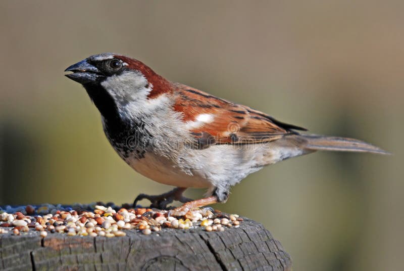 Male House Sparrow stock photo. Image of brown, passer - 28674386