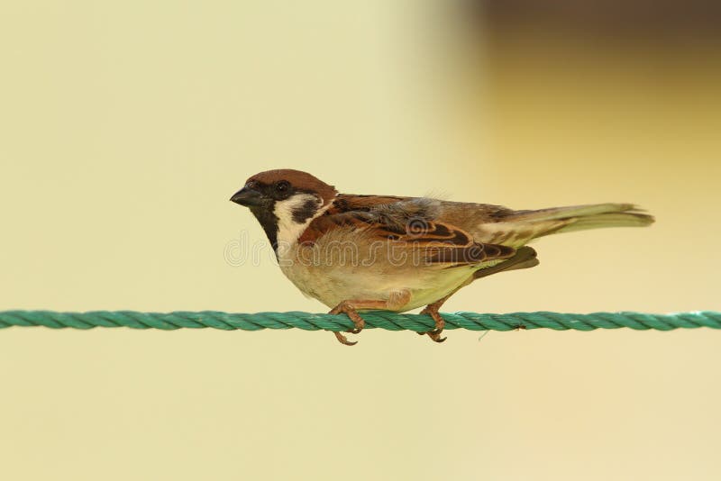 Male House Sparrow on Green String Stock Image - Image of pretty, small ...