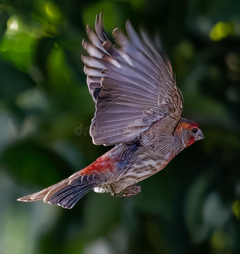 Male House Wren in Flight stock image. Image of bird - 351572505