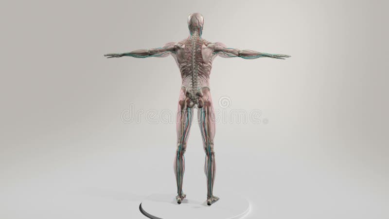 Male Human Skeleton Ribs Anatomy. 3d Illustration Stock Footage - Video ...