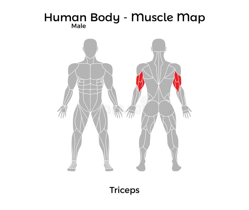 Male Human Body - Muscle Map, Triceps Stock Vector - Illustration of ...