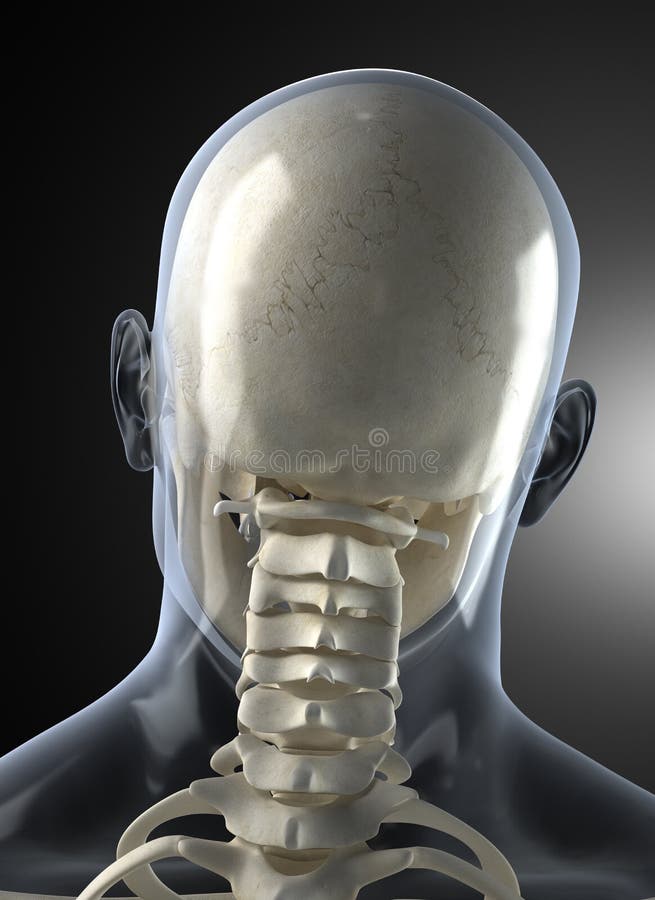 Male Human Head X-ray from Back Stock Illustration - Illustration of ...