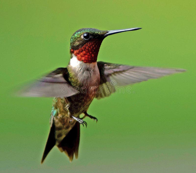Male Hummingbird in Flight stock image. Image of finch - 226346963