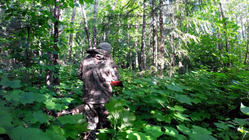 Male Hunter Hunting in the Forest 4k Stock Video - Video of domestic ...