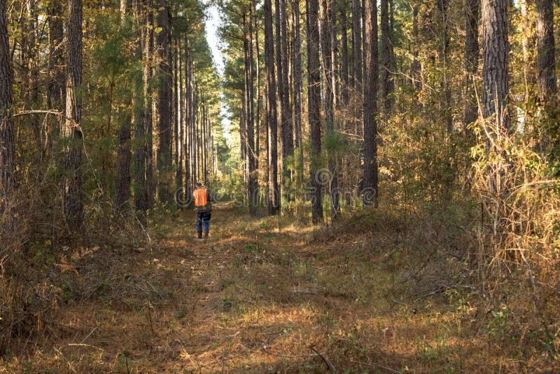 Hunter in Woods stock image. Image of activity, sport - 100405919