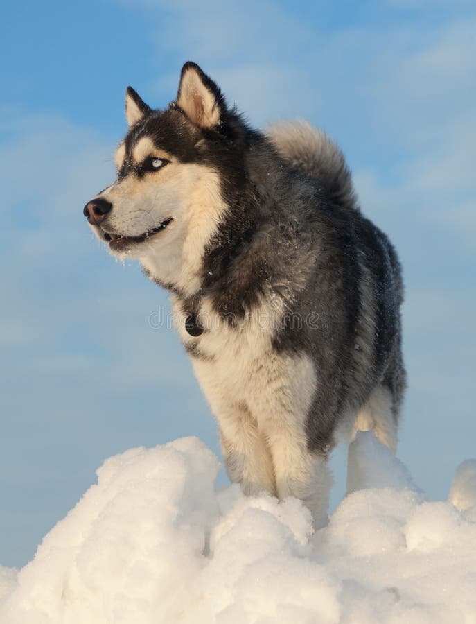Male Husky stock photo. Image of snow, snowing, outdoors - 28543694