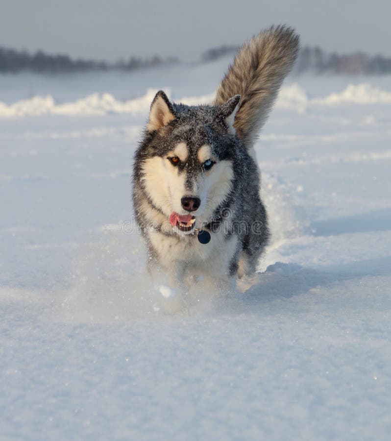 Male Husky stock image. Image of steppe, snout, siberian - 29005191