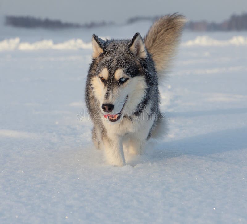 Male Husky stock image. Image of alaska, siberian, siberia - 29005197