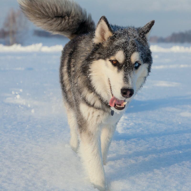 Male Husky stock photo. Image of trained, siberia, canine - 29005202