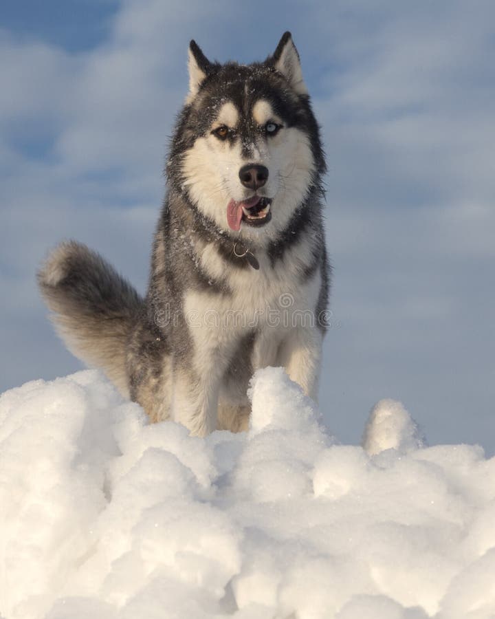 Male Husky stock image. Image of canine, snow, wild, alaska - 28543715