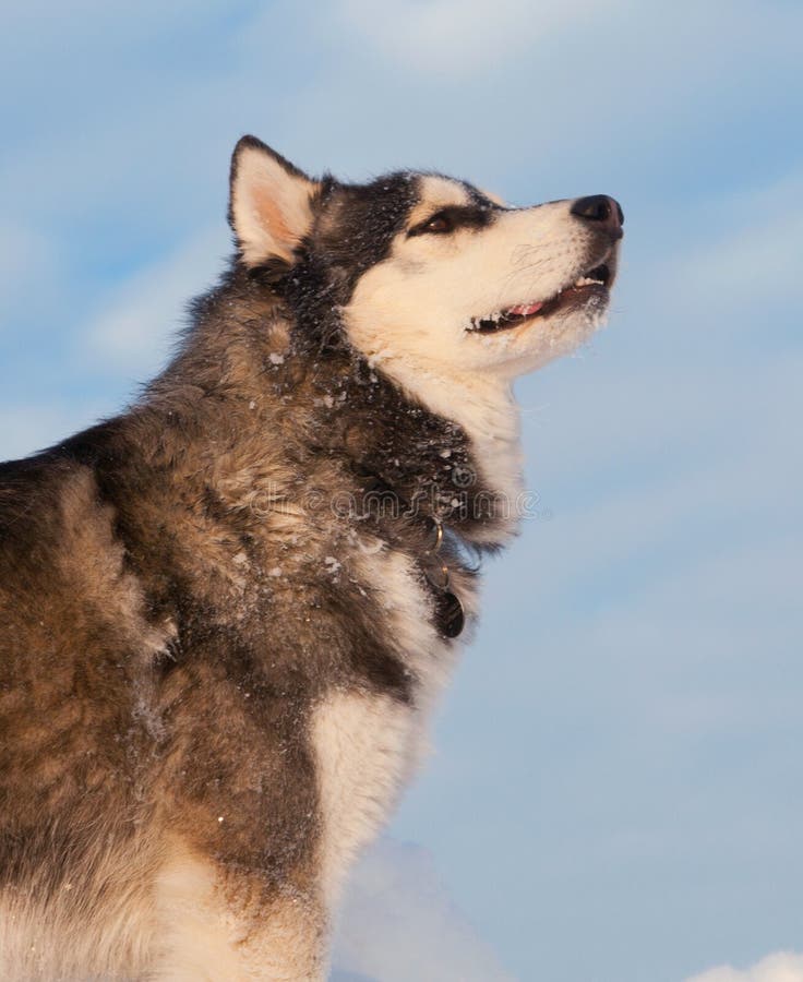 Male Husky stock photo. Image of mammal, canine, view - 29005220