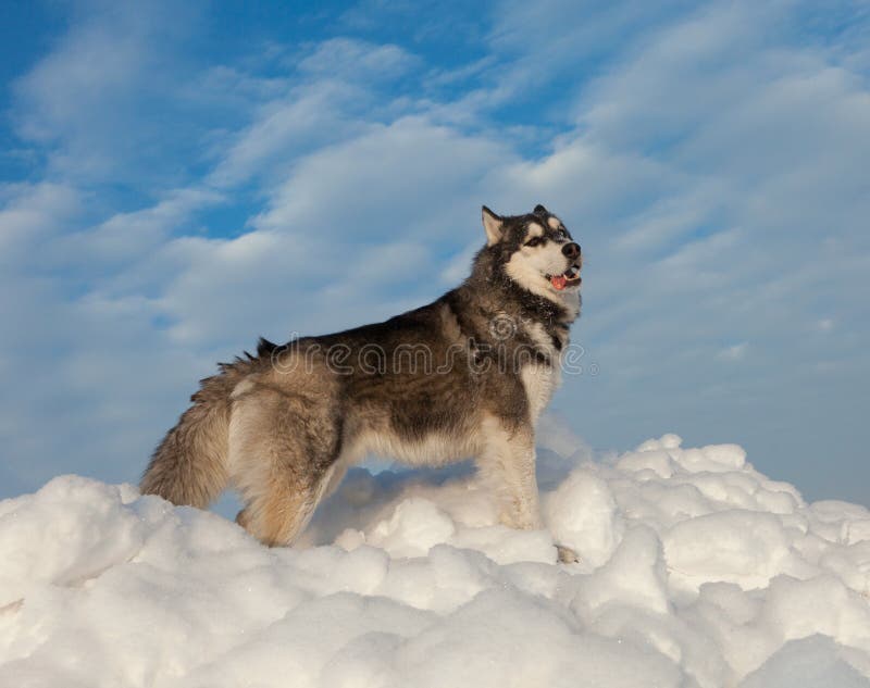 Male Husky stock photo. Image of wild, husky, mammal - 29005224