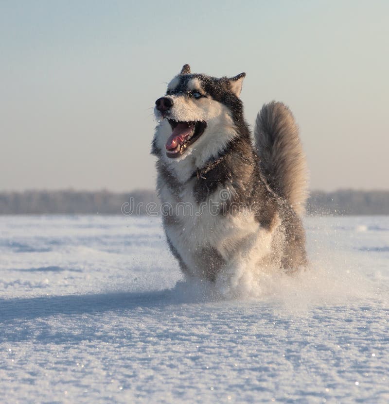 Male Husky stock image. Image of winter, husky, outdoors - 35388179