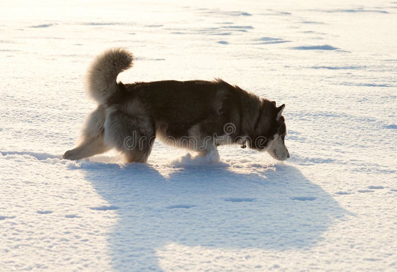 Male Husky stock photo. Image of wild, outdoors, animal - 35388612