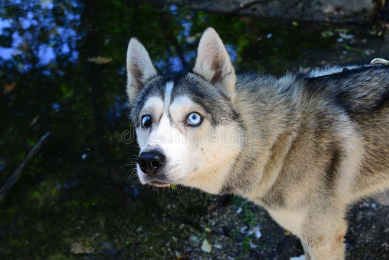 Male Husky afraid of water stock image. Image of huskies - 57957865