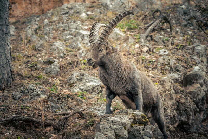 A male ibex in the Alps. stock image. Image of forest - 262280089