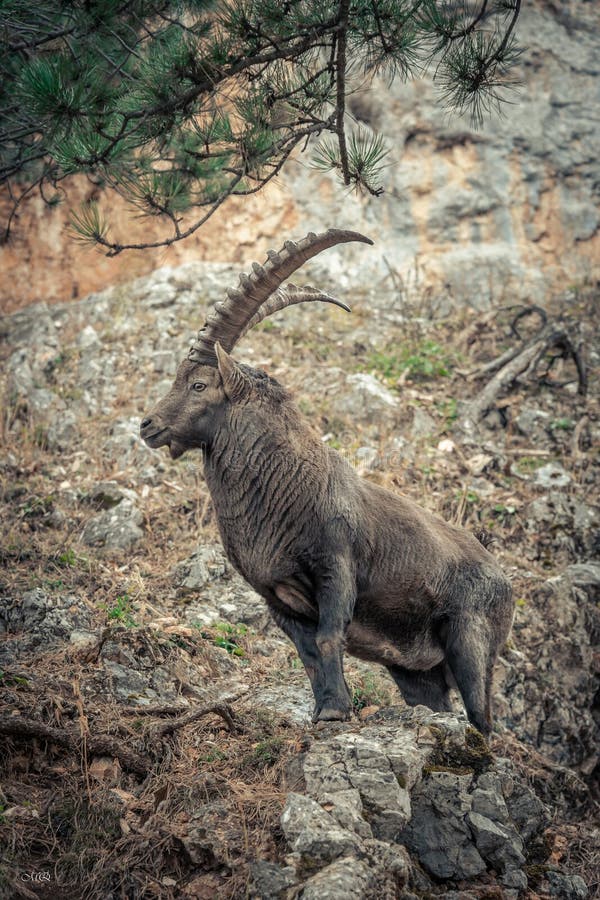 Alps3 Stock Photos - Free & Royalty-Free Stock Photos from Dreamstime